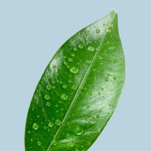 Ovira - Drug Free, instant, period pain relief